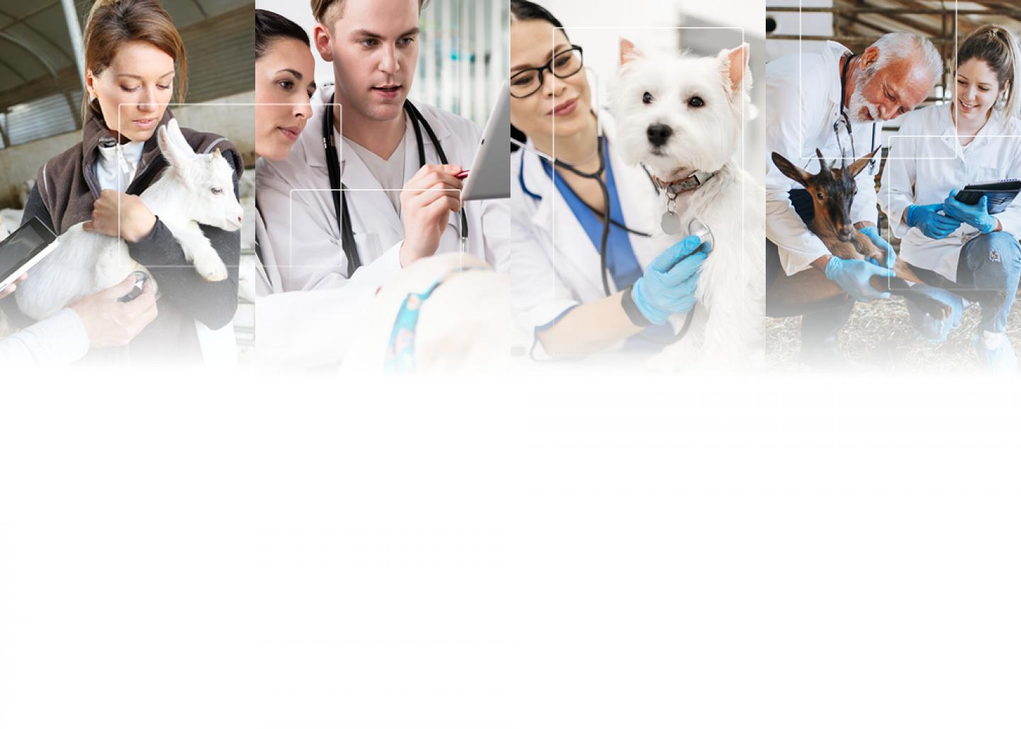 Digital Technology Showcase - Digital Veterinary Summit USA 2020 ...