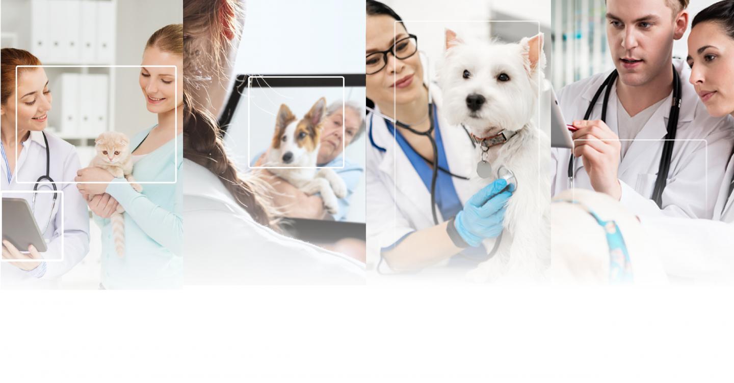 Digital Veterinary Summit Showcase